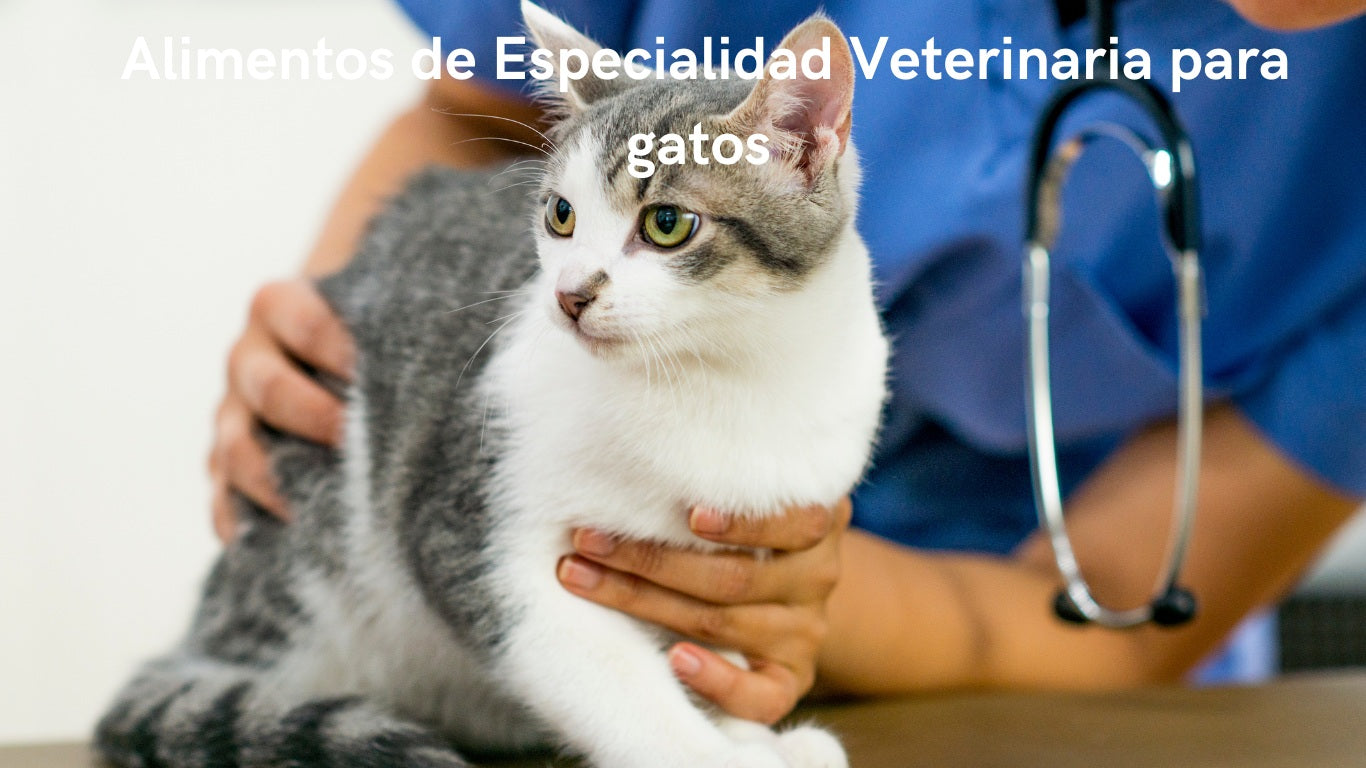 Alimentos de especialidad Veterinaria para gatos. – Cheff Dog